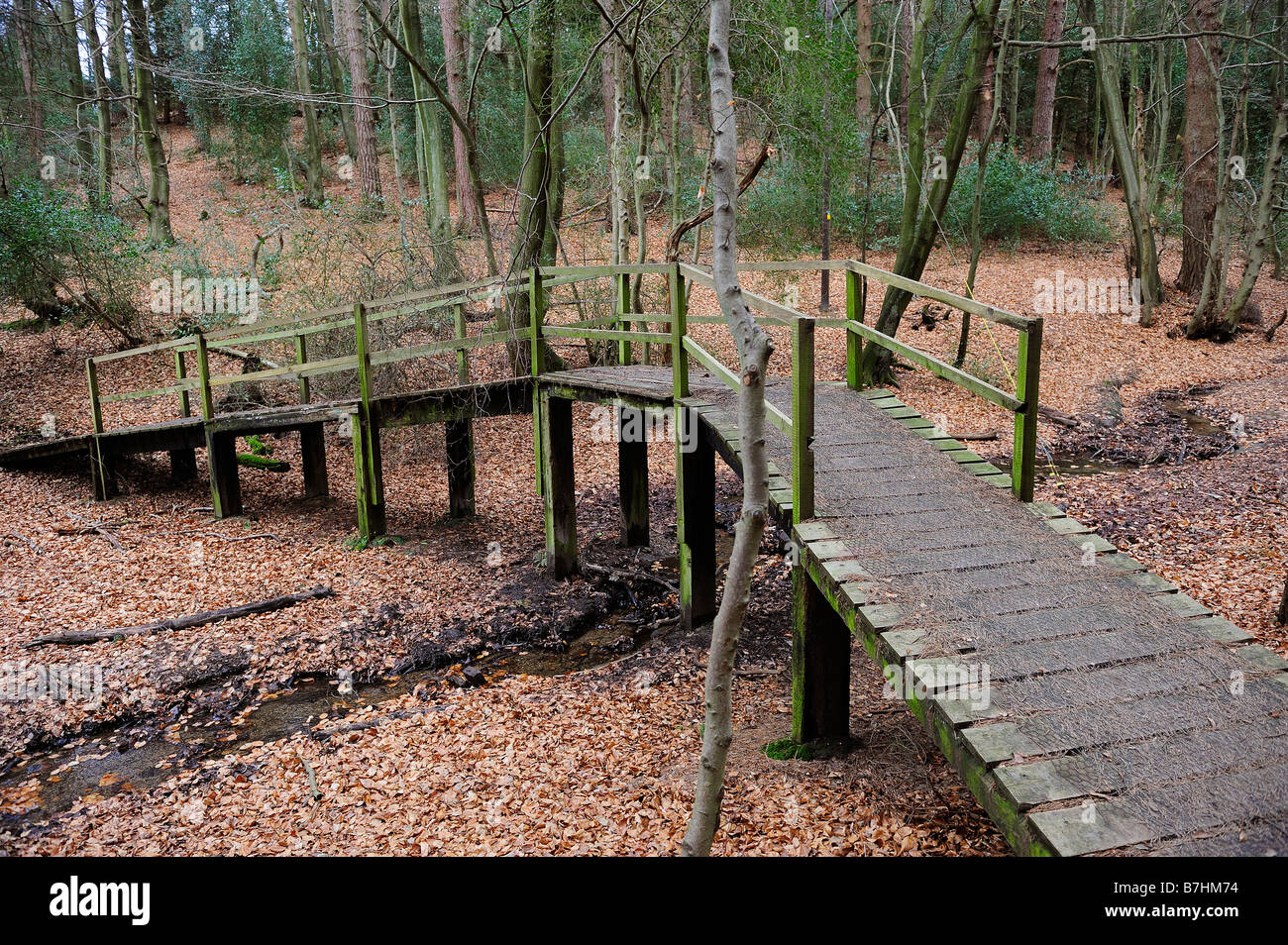 Wooden Bridge in Forest Stock Photo - Alamy
