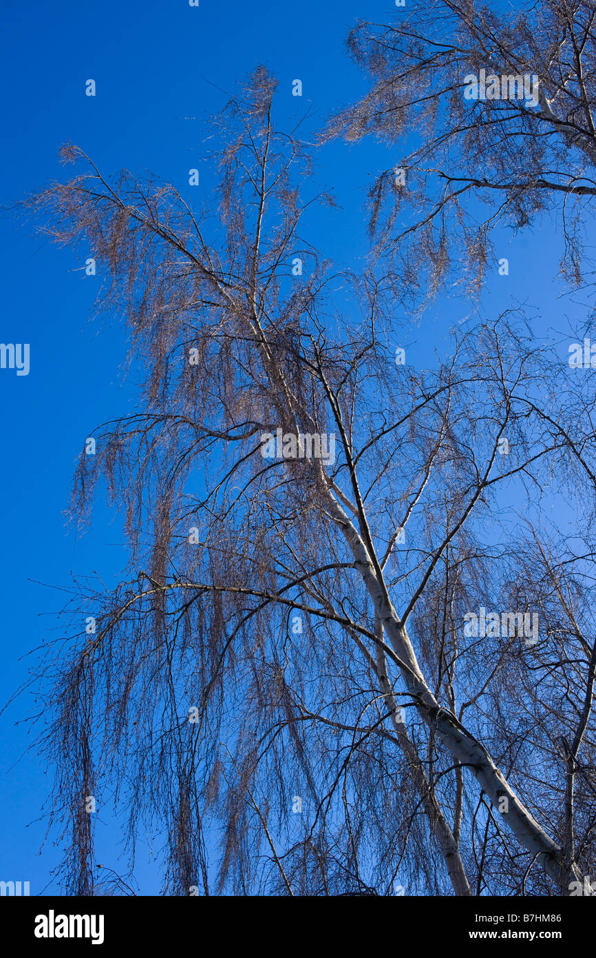 Birch Tree Betula Winter Stock Photos & Birch Tree Betula Winter Stock ...