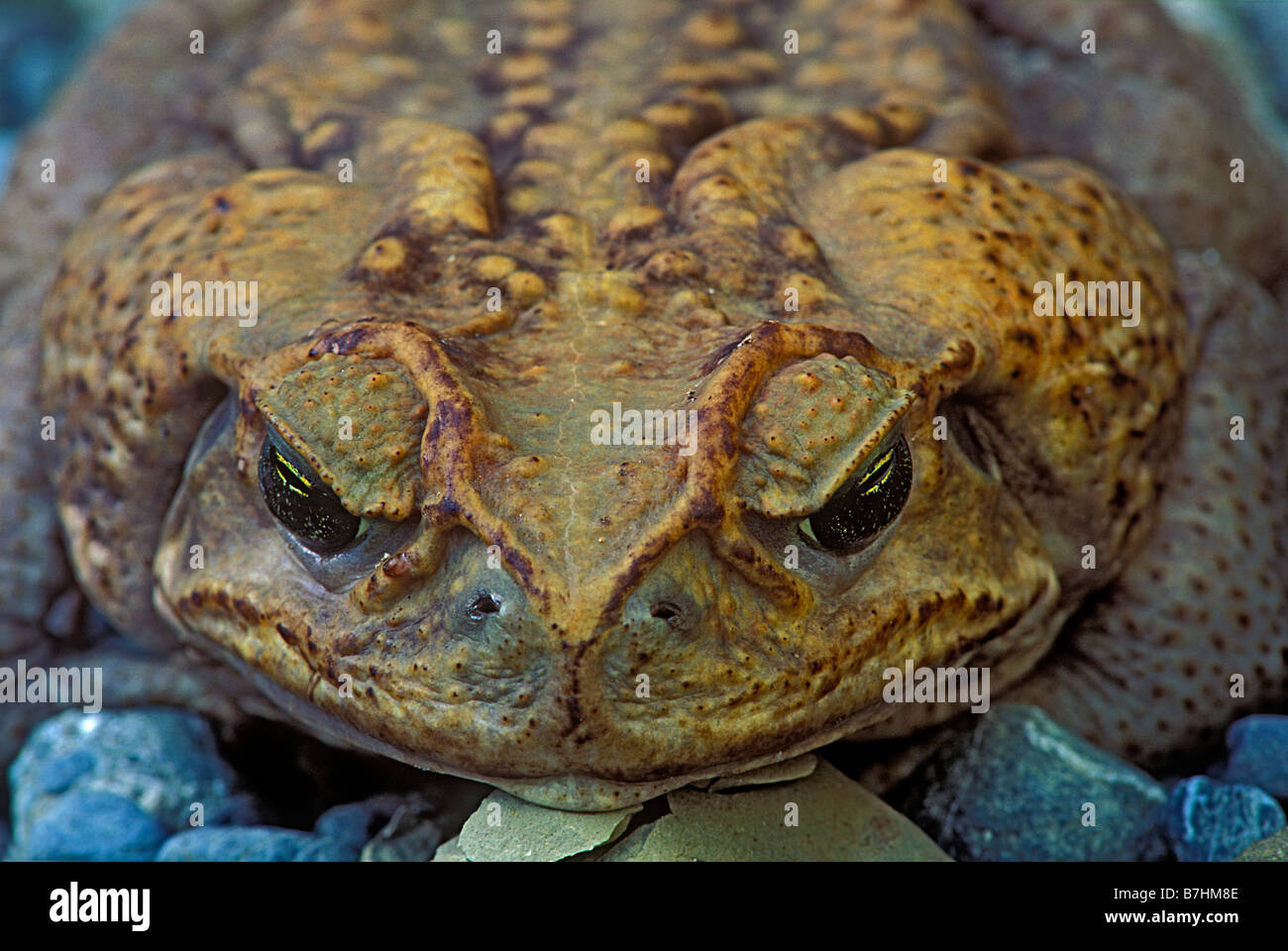 Wildlifezoology hi-res stock photography and images - Alamy