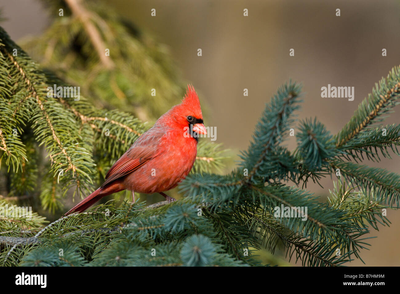Northern Cardinal in fir tree Stock Photo - Alamy