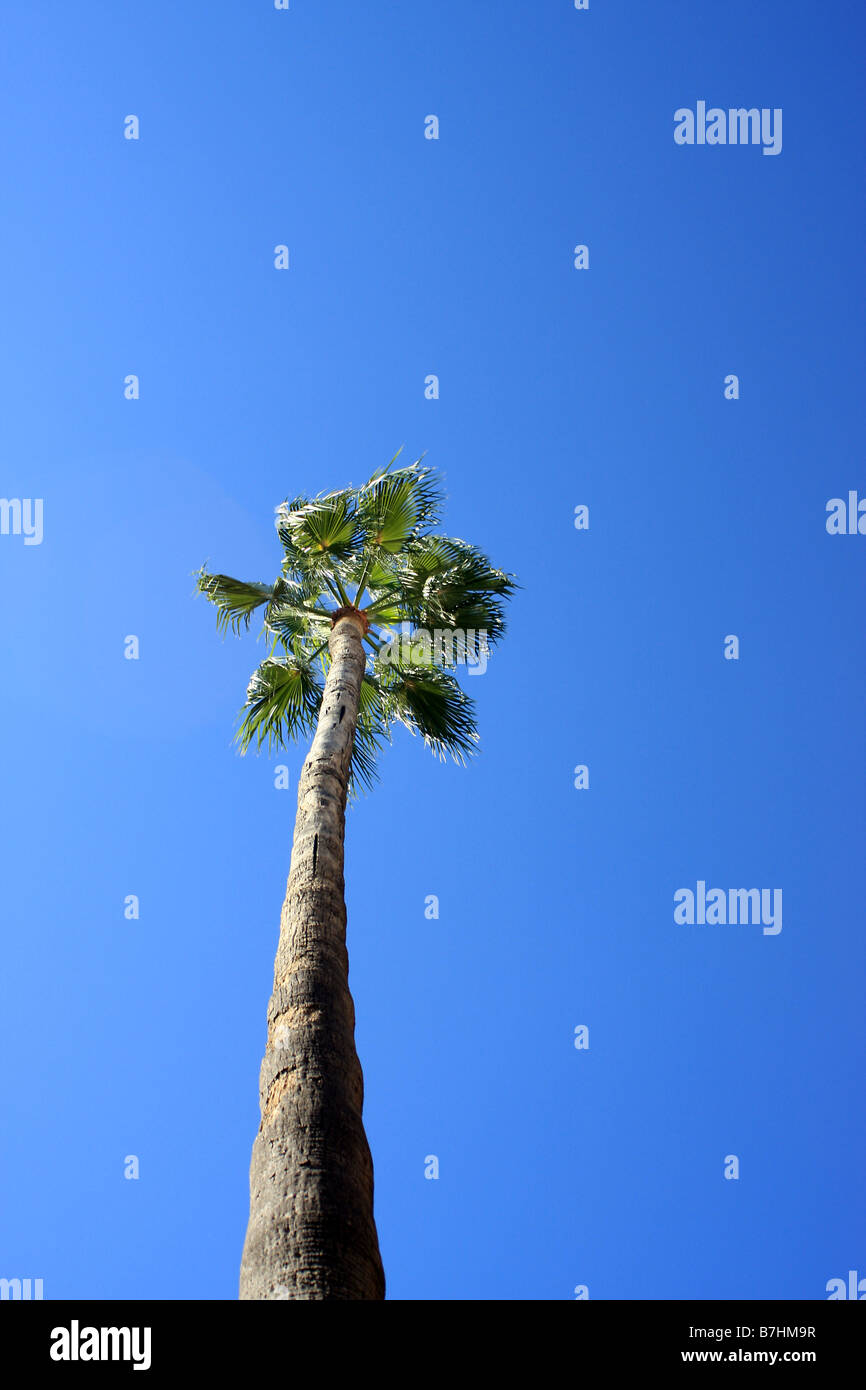 Tall palm tree hi-res stock photography and images - Alamy