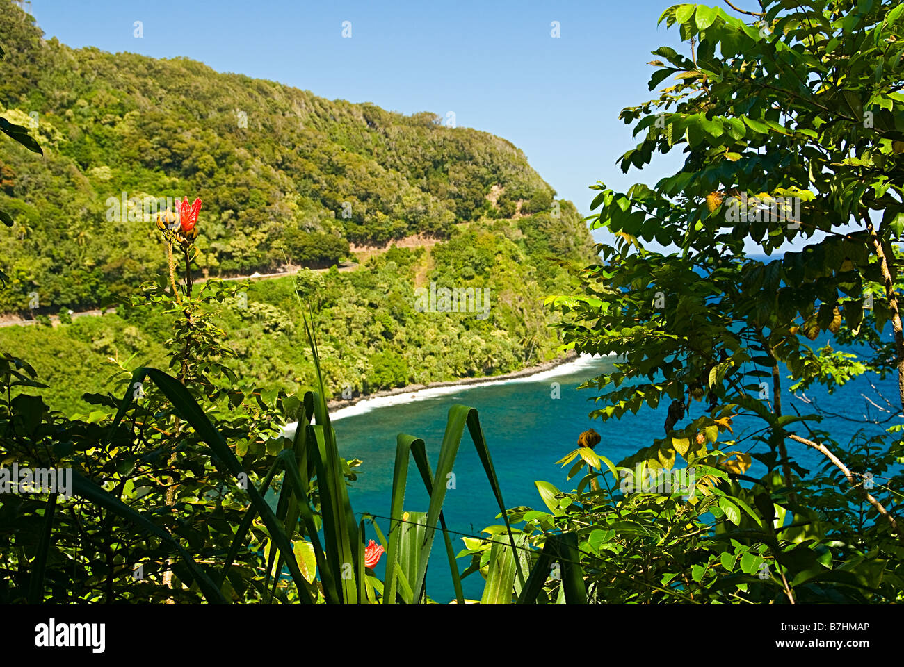 lush green tropical foliage with blue sky and pacific ocean water Stock ...