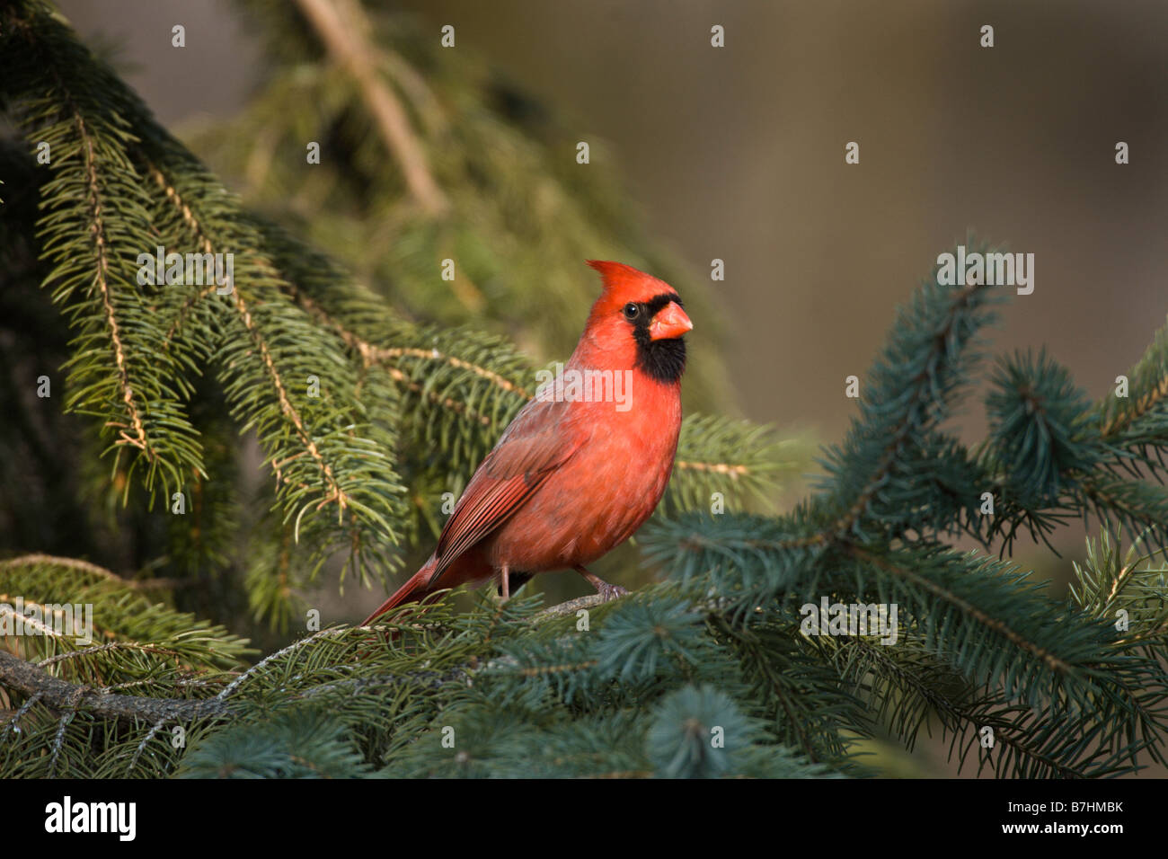 Northern Cardinal in fir tree Stock Photo - Alamy