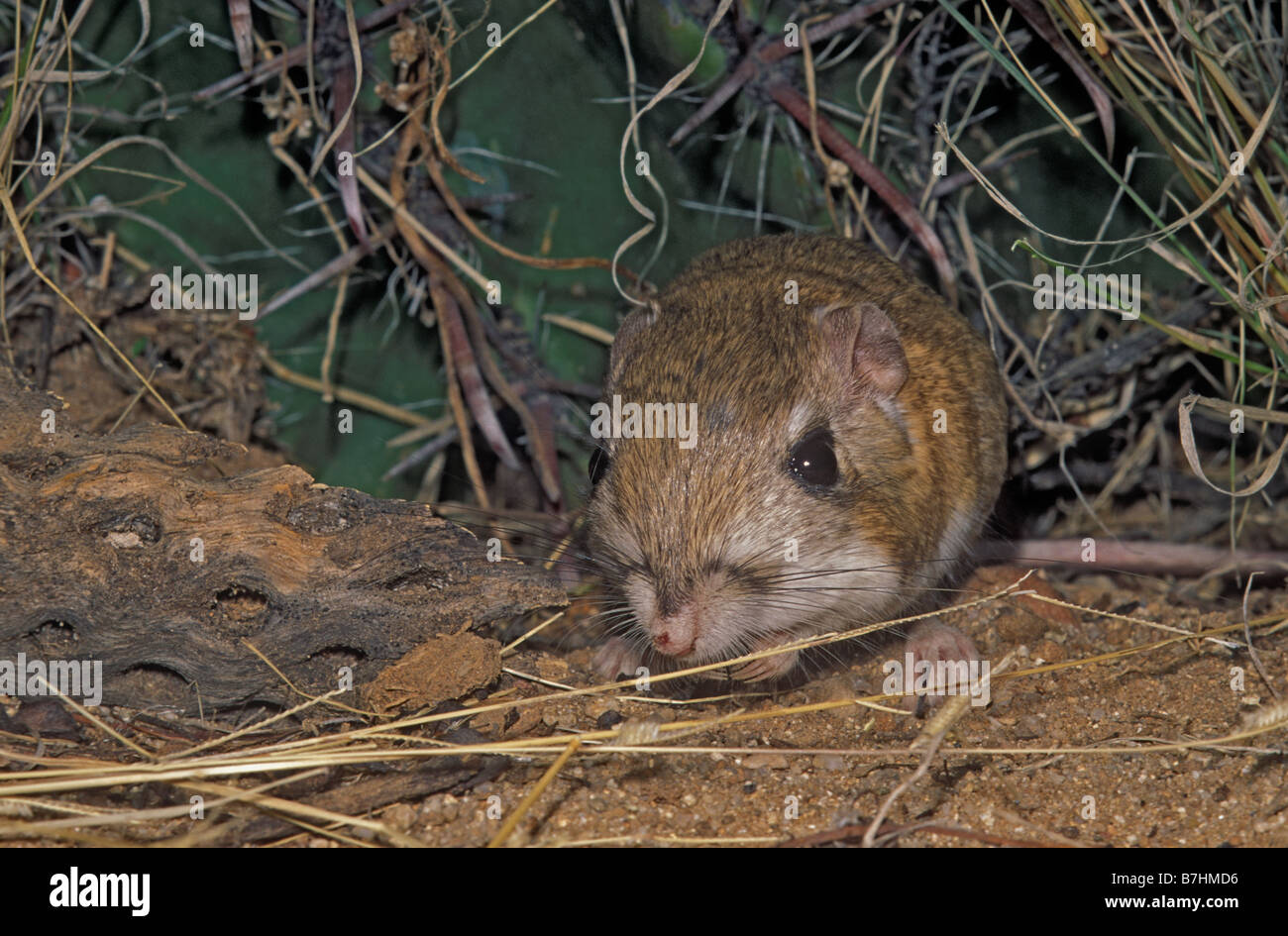 Kangaroo Rat Dipodomys spp Arizona USA Stores food in pouches Stock ...