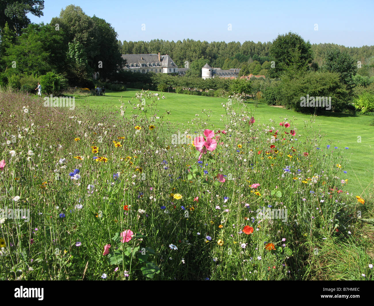 A wildflower meadow in the Jardins de Valloires garden in Picardy ...