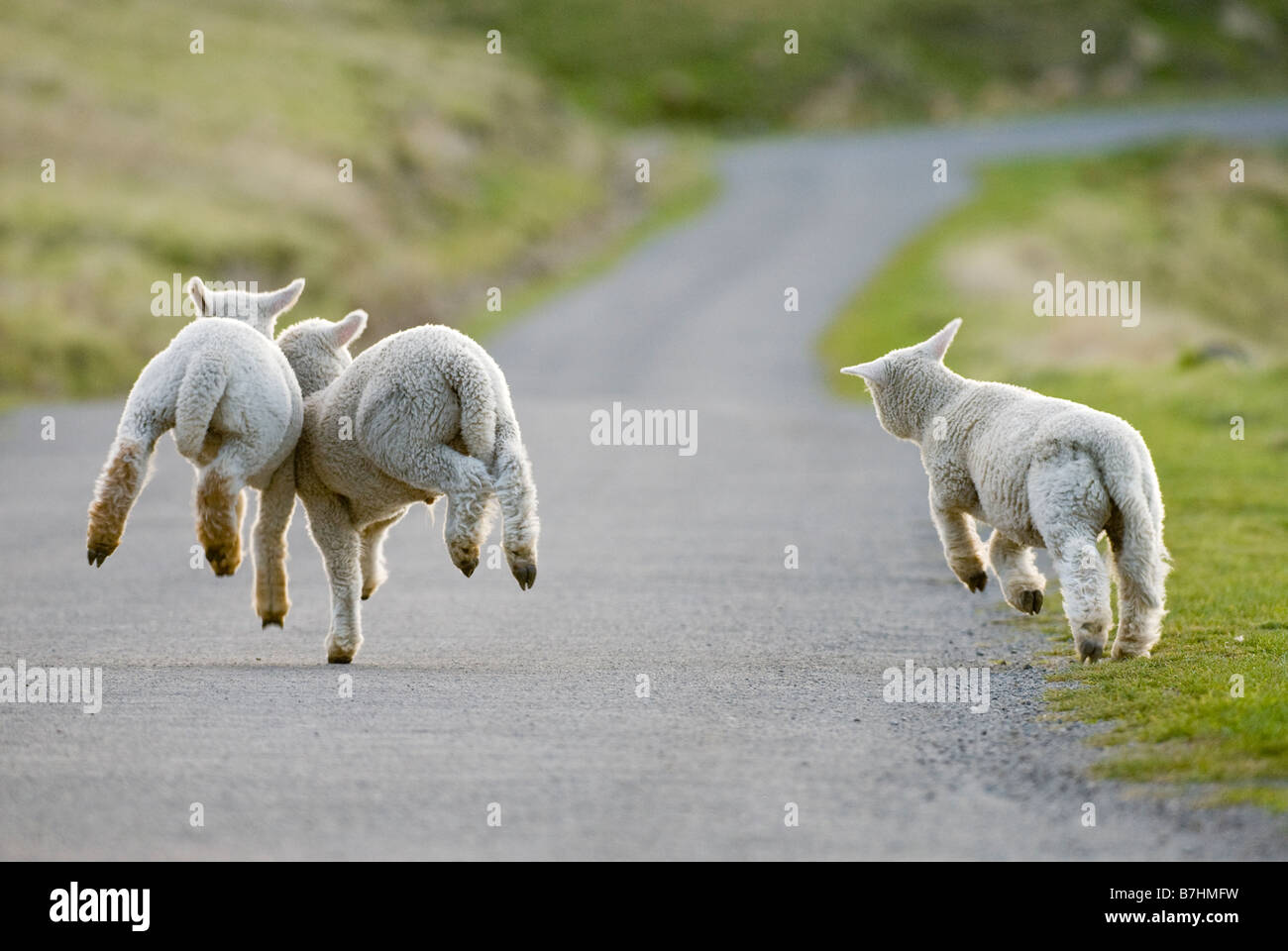 Spring Lambs Jumping High Resolution Stock Photography and Images - Alamy