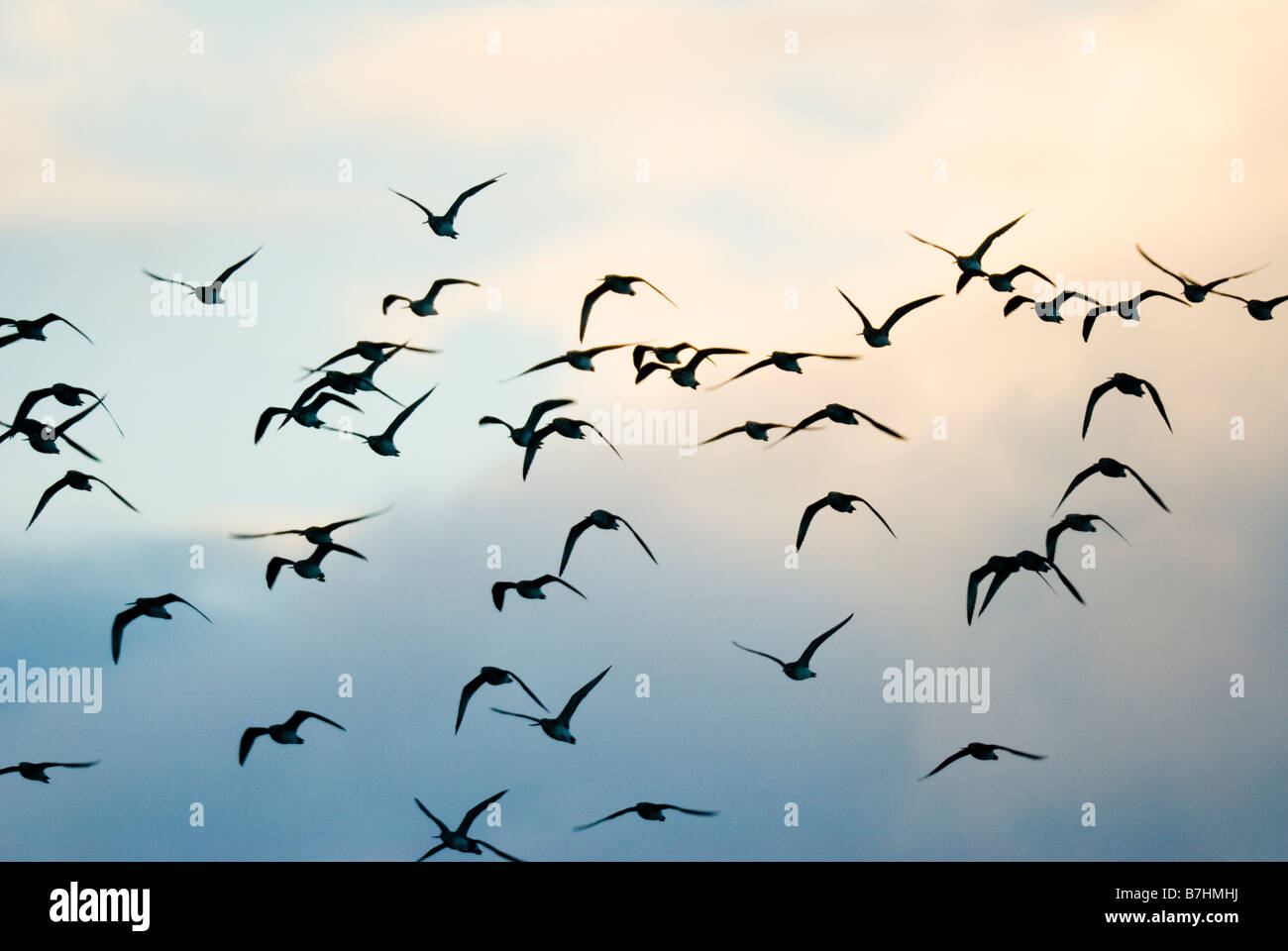 Bar-tailed Godwit flock flying sunset New Zealand Stock Photo - Alamy
