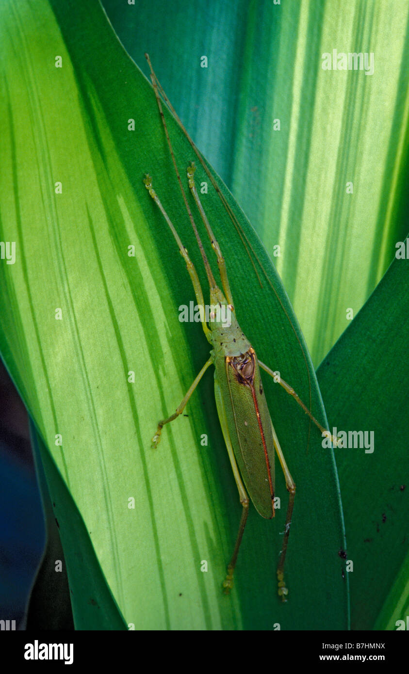 Katydid on Bromeliad. Tropical Rainforest. Costa Rica Stock Photo - Alamy