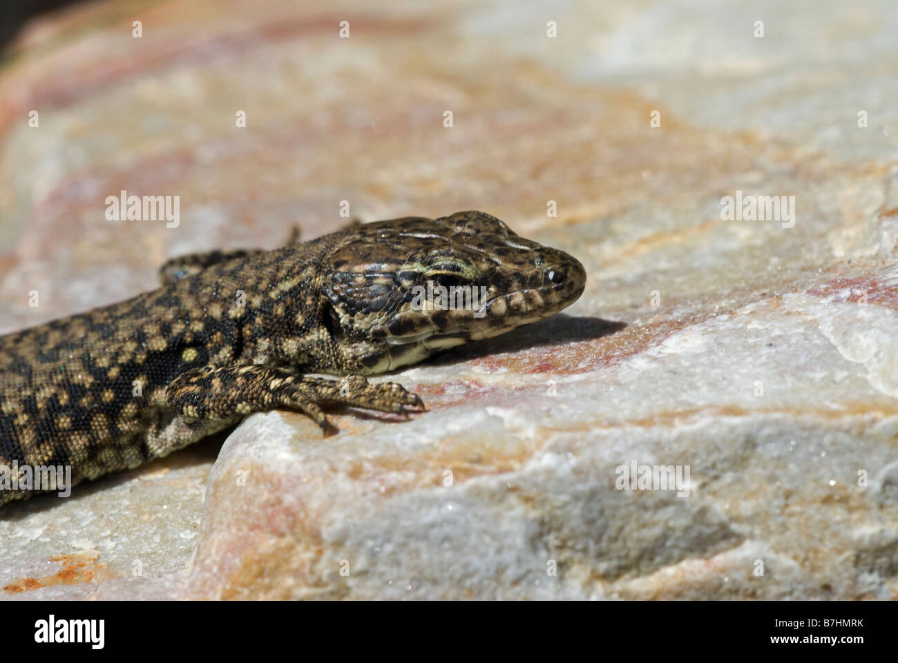 European Wall Lizard (Podarcis muralis) head detail Stock Photo - Alamy