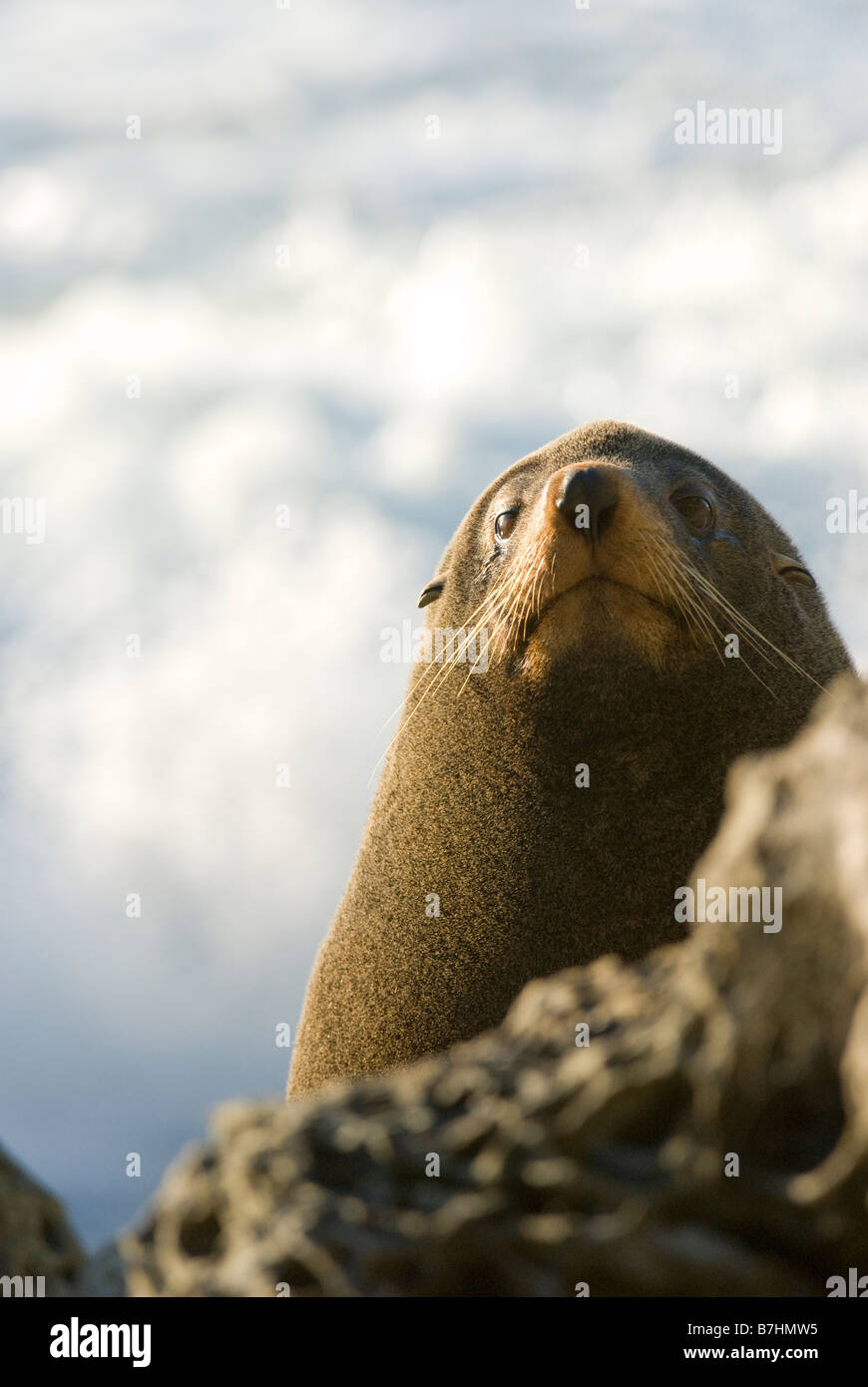 New Zealand fur seal (Arctocephalus forsteri,, Maori - Kekeno ...