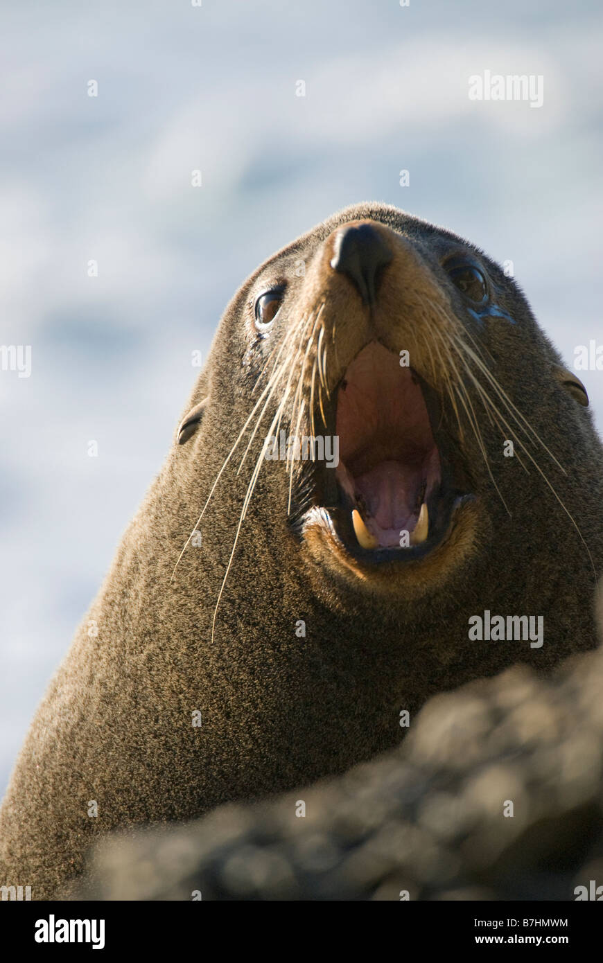 Maori kekeno hi-res stock photography and images - Alamy
