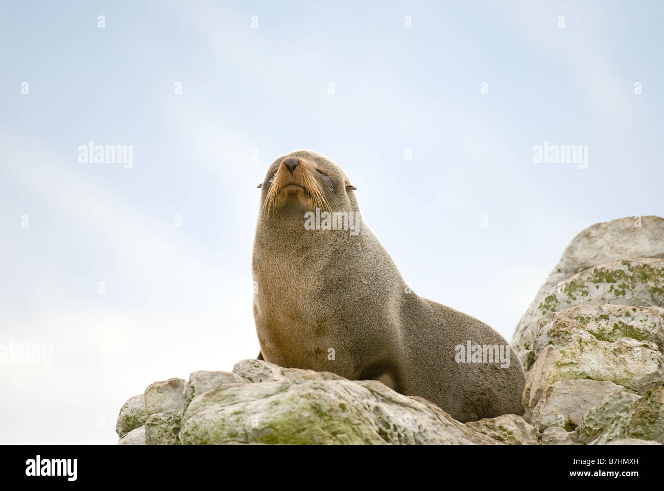 New Zealand fur seal (Arctocephalus forsteri,, Maori - Kekeno ...