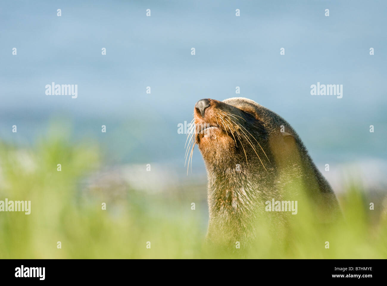 Maori kekeno hi-res stock photography and images - Alamy