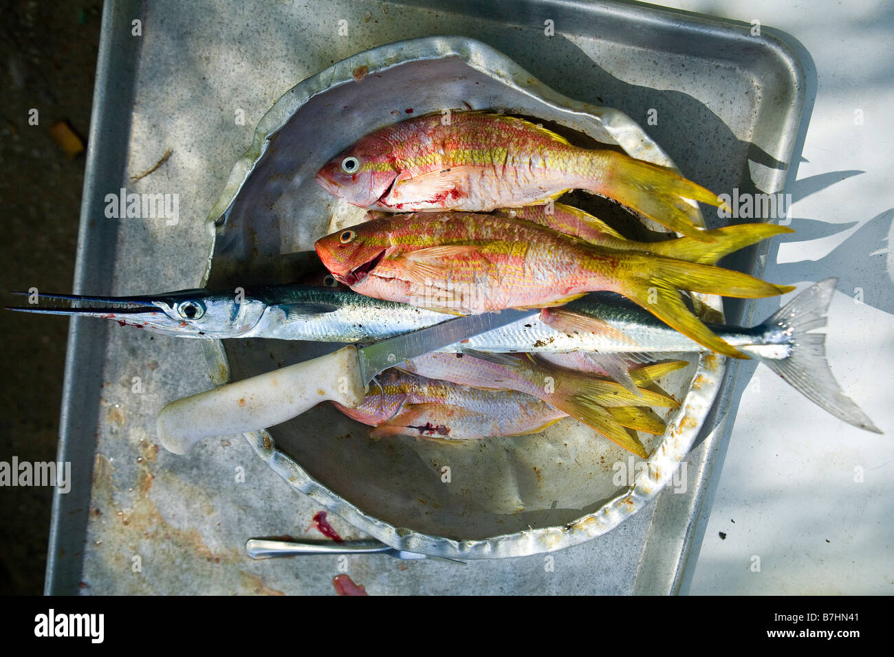 Fresh jackfish or urel in a tin bowl ready to be cooked on Isla ...