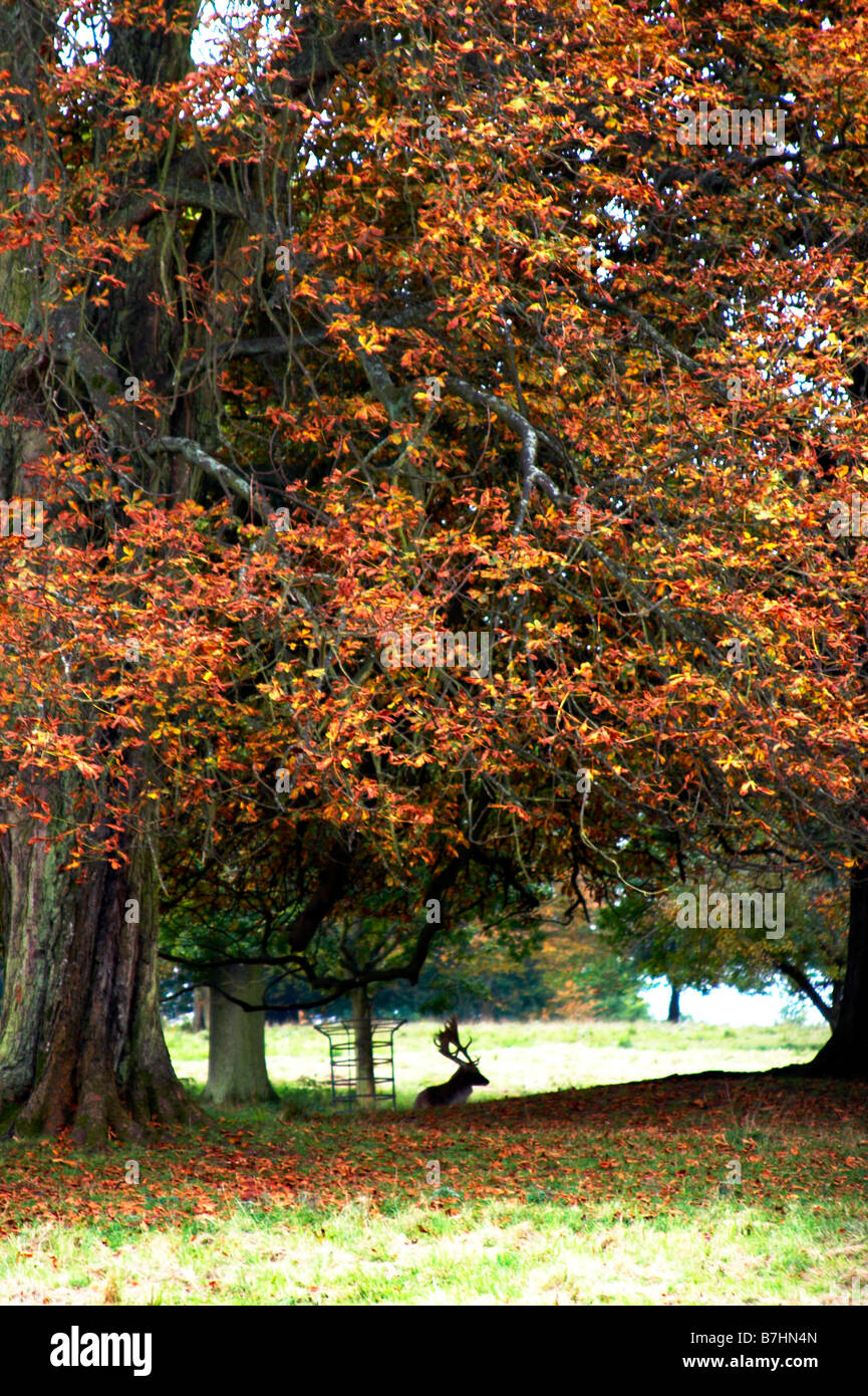 Stag underneath an oak tree in Autumn time, Gloustershire, England ...