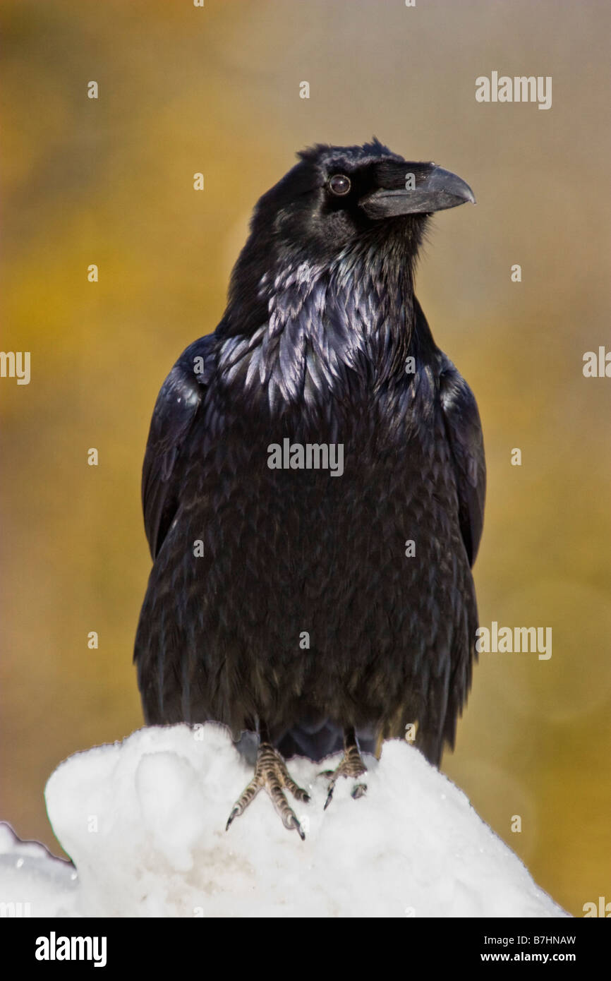 Raven canada winter not crow hi-res stock photography and images - Alamy