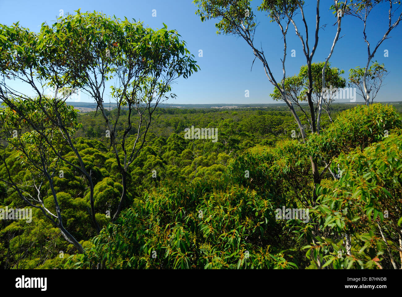 View of Gloucester National Park from top of Gloucester Tree lookout ...