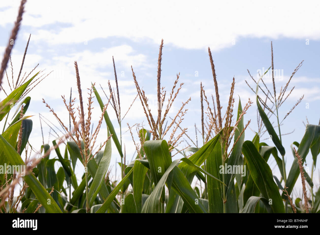 Corn stalks tassels hi-res stock photography and images - Alamy
