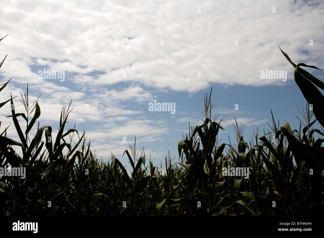 Corn harvest august hi-res stock photography and images - Alamy