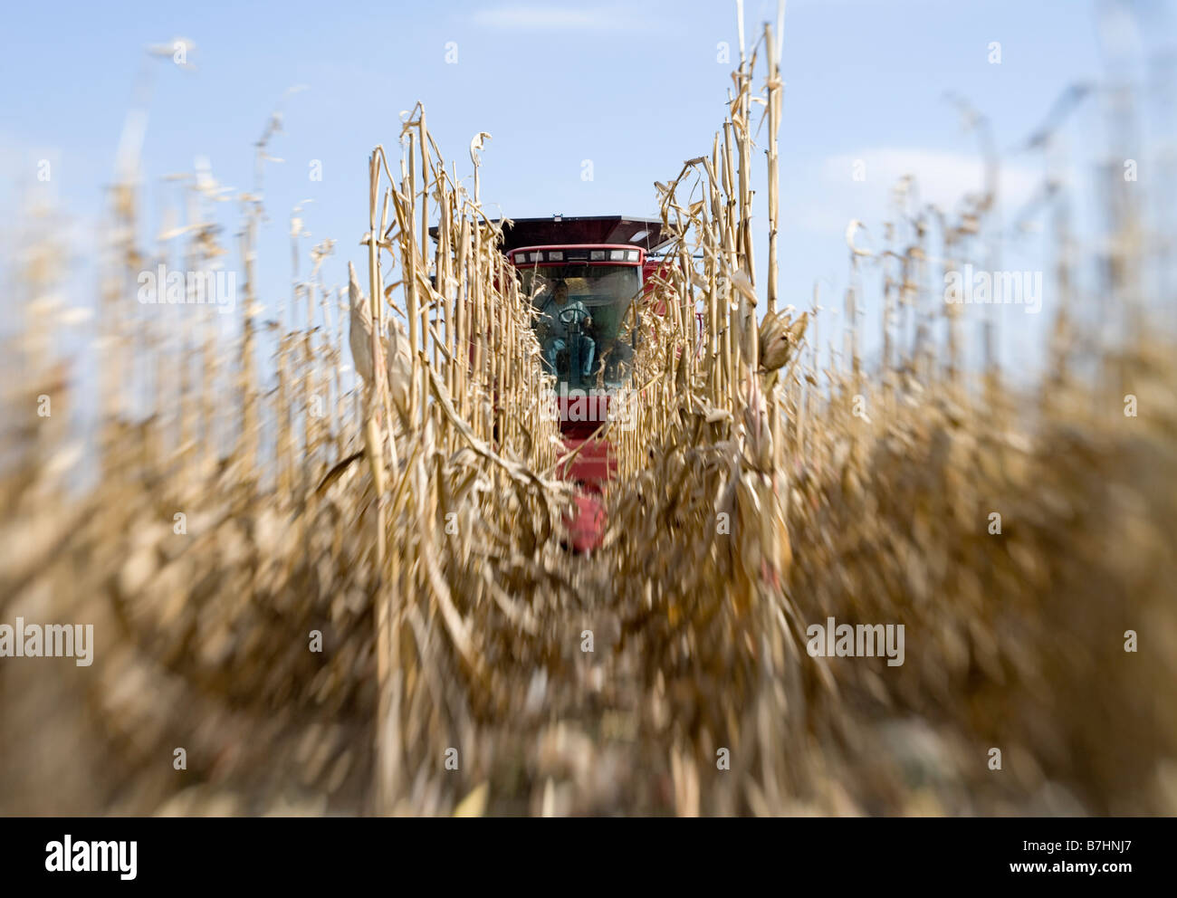 A corn combine moves through a field of Wisconsin feed corn Stock Photo ...