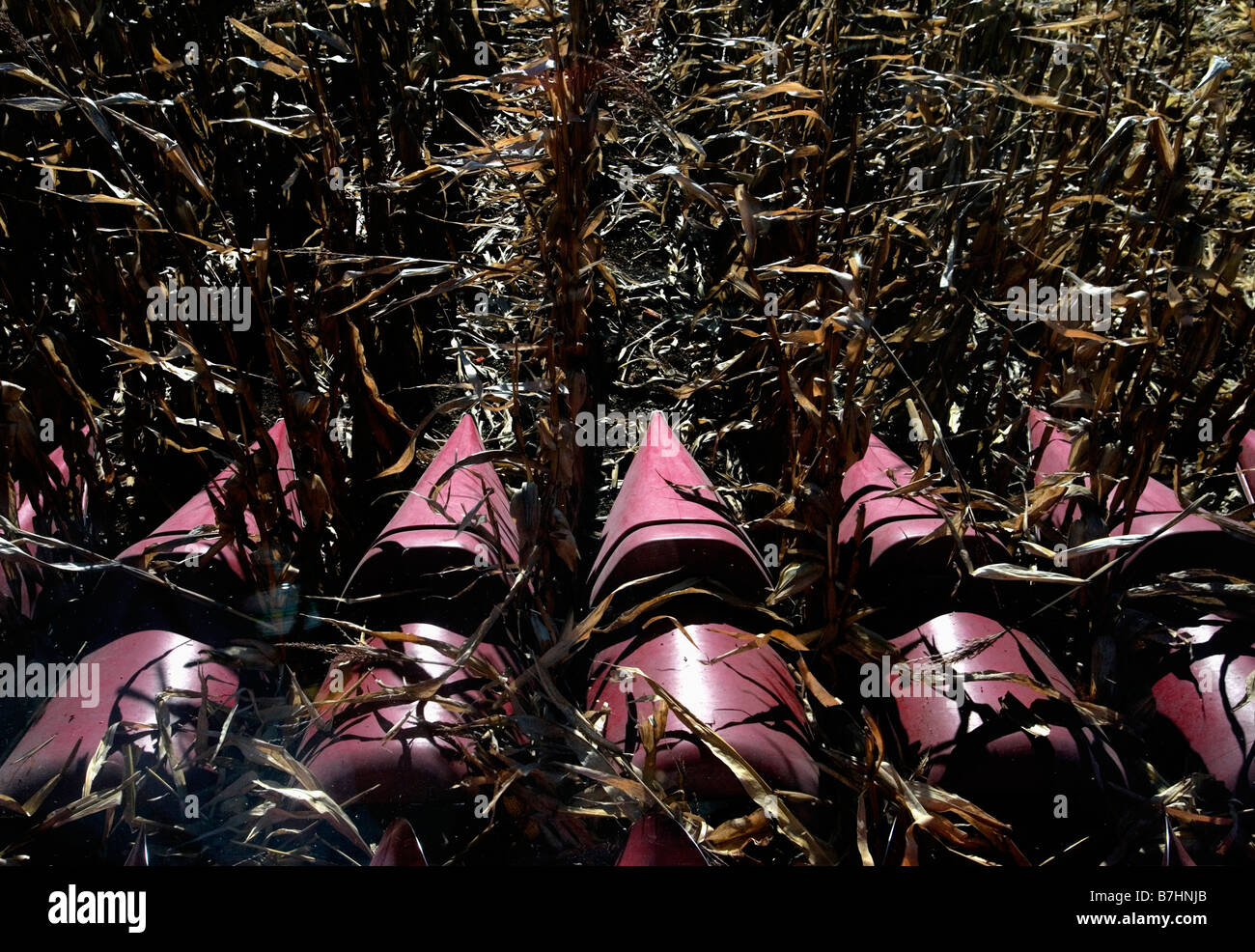 View from the cab of a corn combine while harvesting corn Stock Photo ...