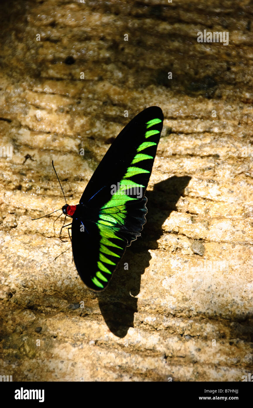 Green birdwing butterfly hi-res stock photography and images - Alamy