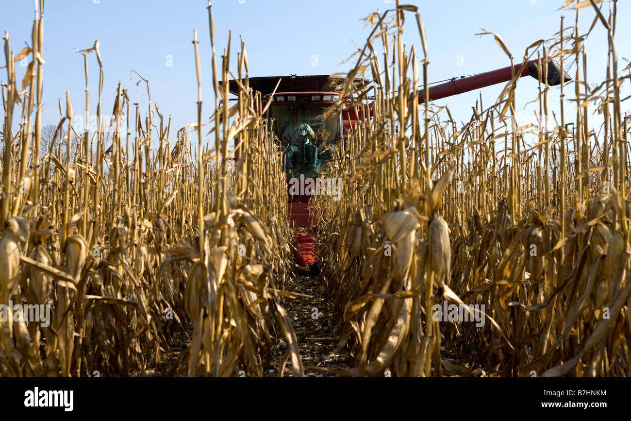 A corn combine moves through a field of Wisconsin feed corn Stock Photo ...