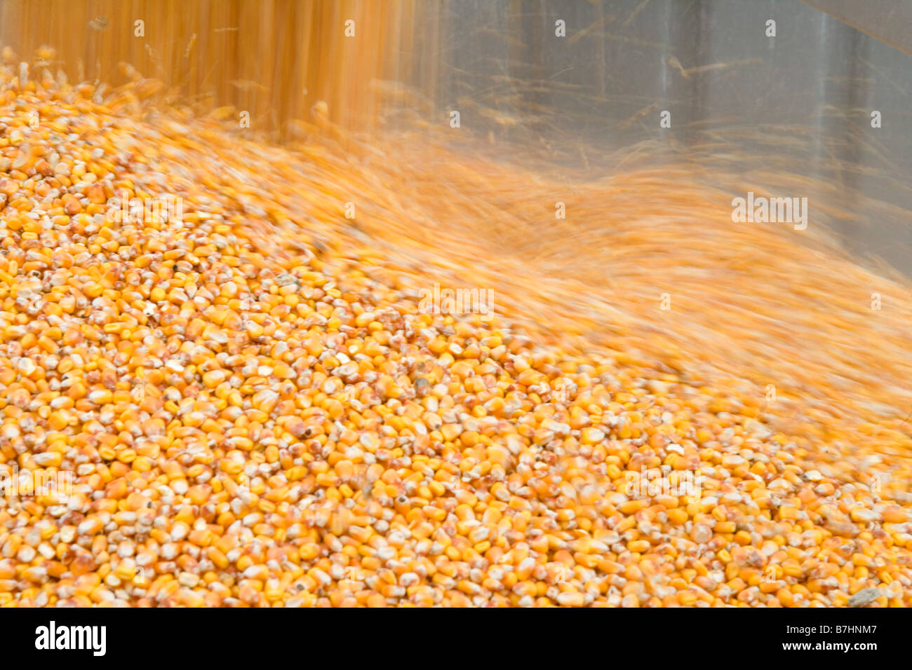 Corn Kernel Illustration