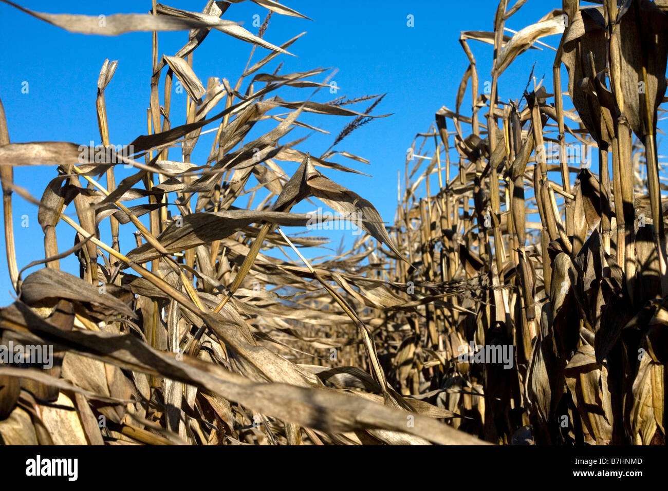 Wisconsin corn field hi-res stock photography and images - Alamy