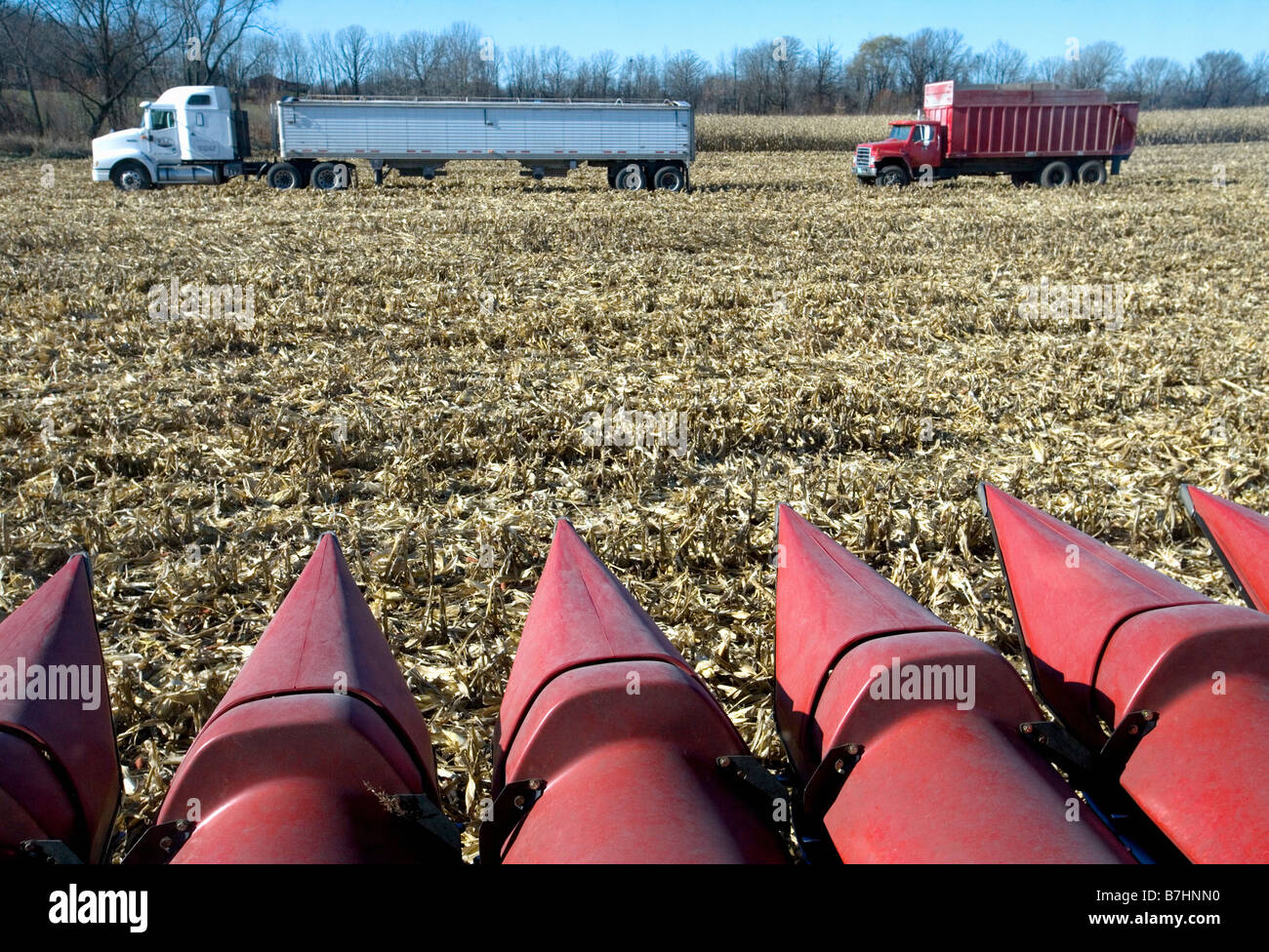 Grain trucks wait for loading as seen from the cab of a combine Stock ...