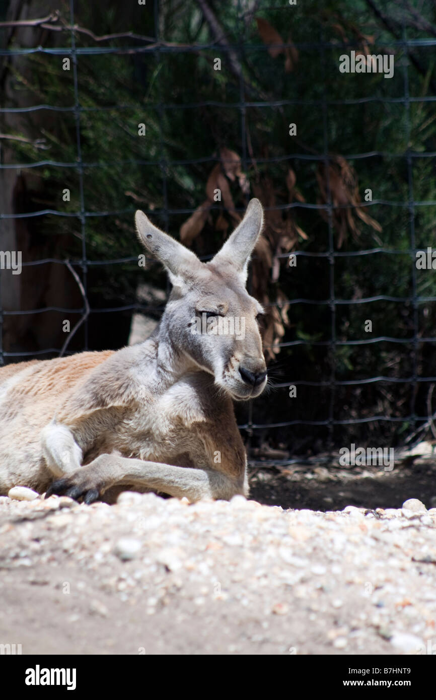 Red kangaroo australia hi-res stock photography and images - Alamy