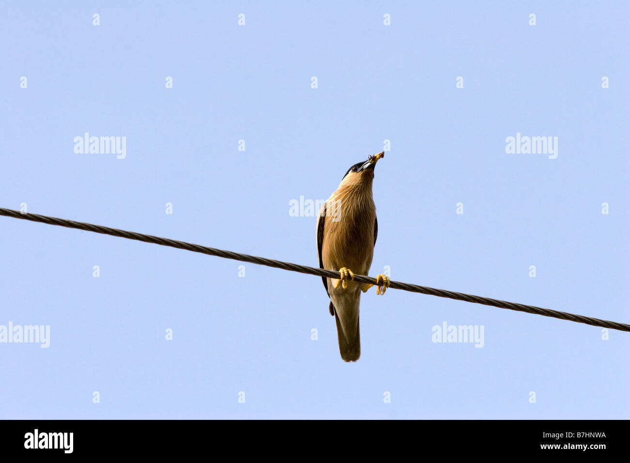 Bird on wire Stock Photo - Alamy