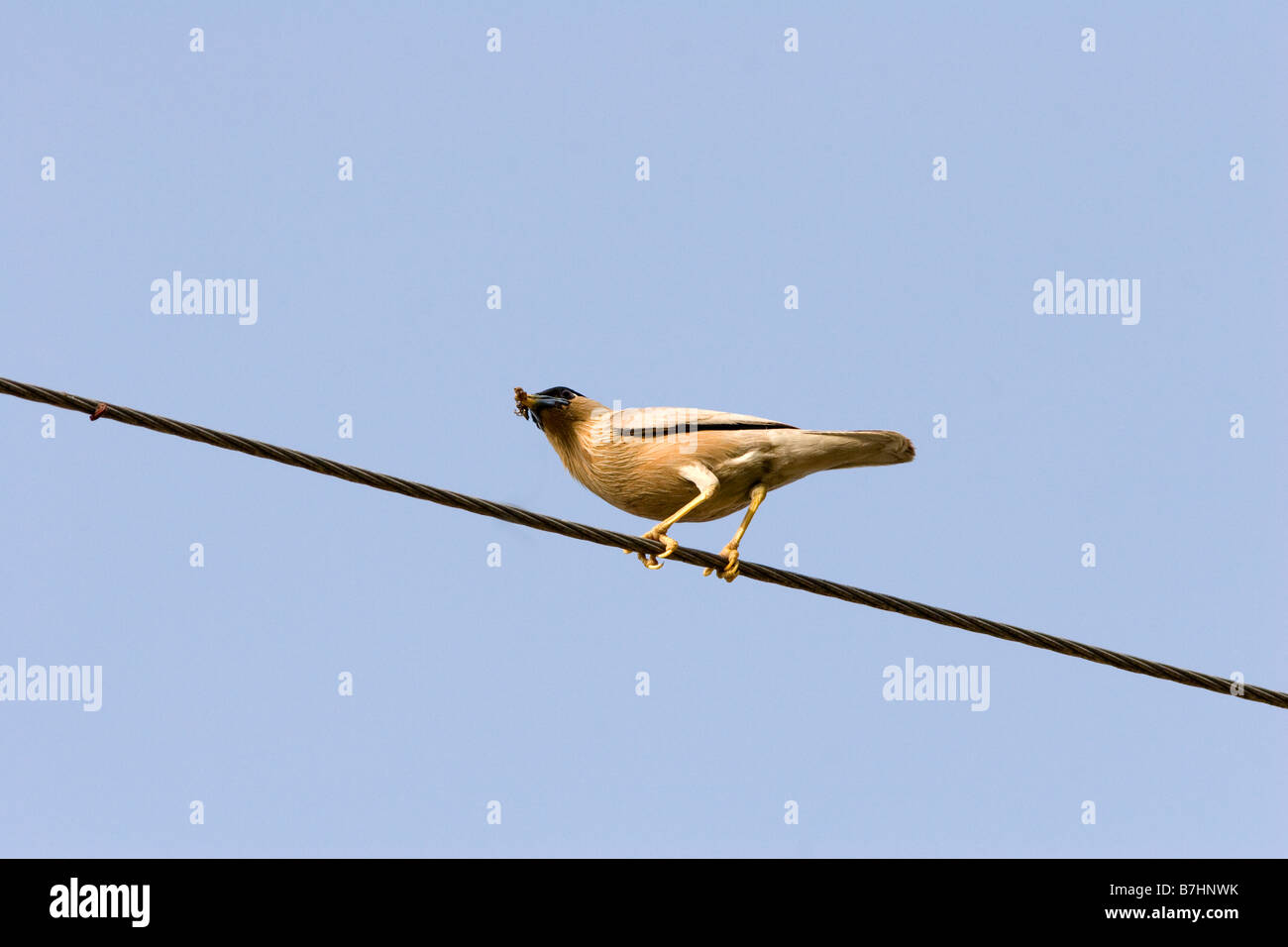 bird about to take-off Stock Photo - Alamy