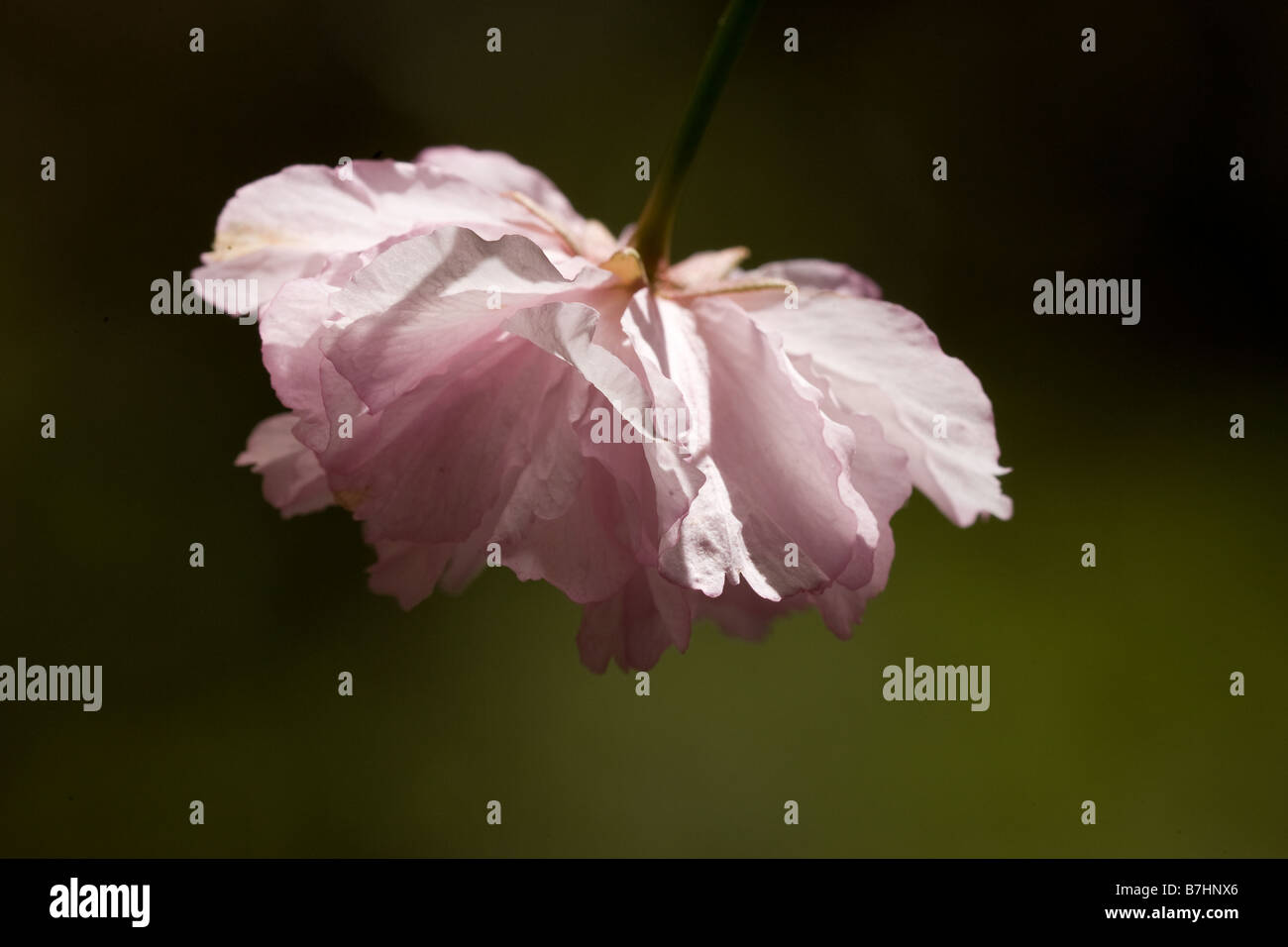 Gossamer pink hi-res stock photography and images - Alamy