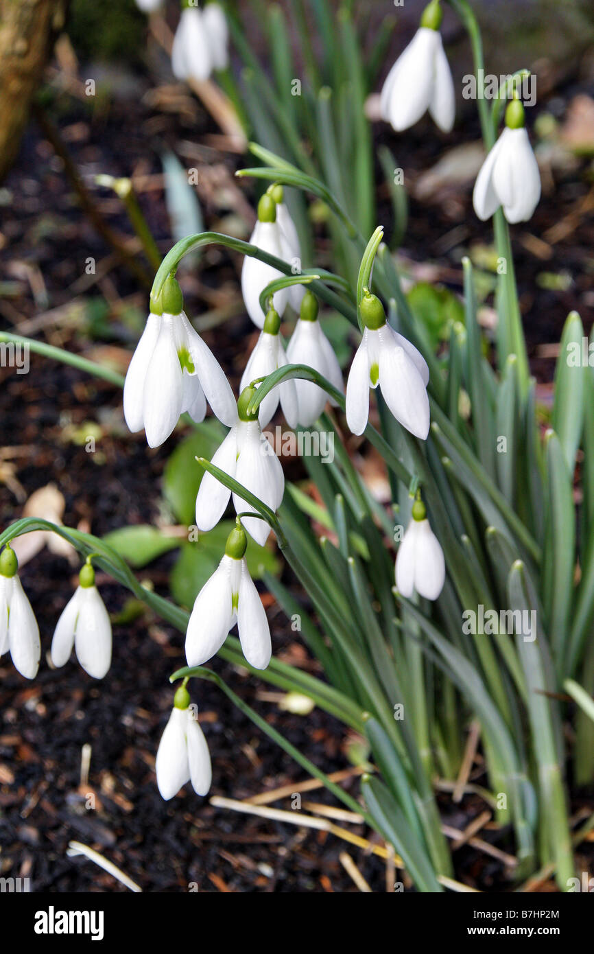 Lyn white hi-res stock photography and images - Alamy