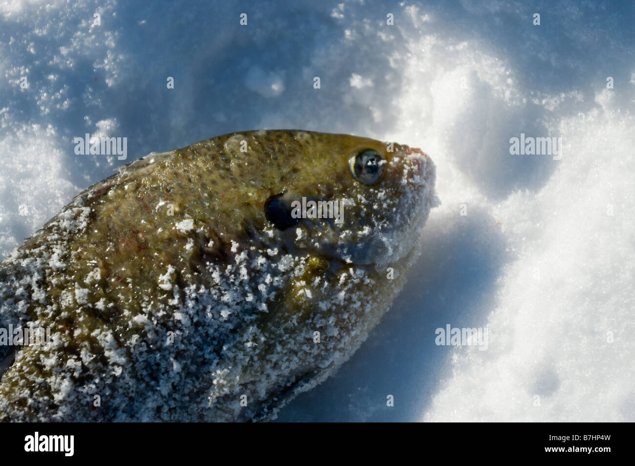 Operculum fish hi-res stock photography and images - Alamy