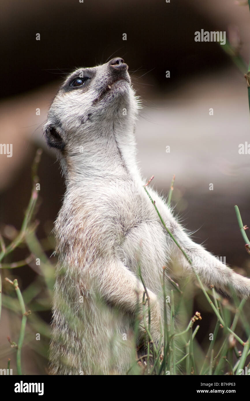 Meer cat hi-res stock photography and images - Alamy