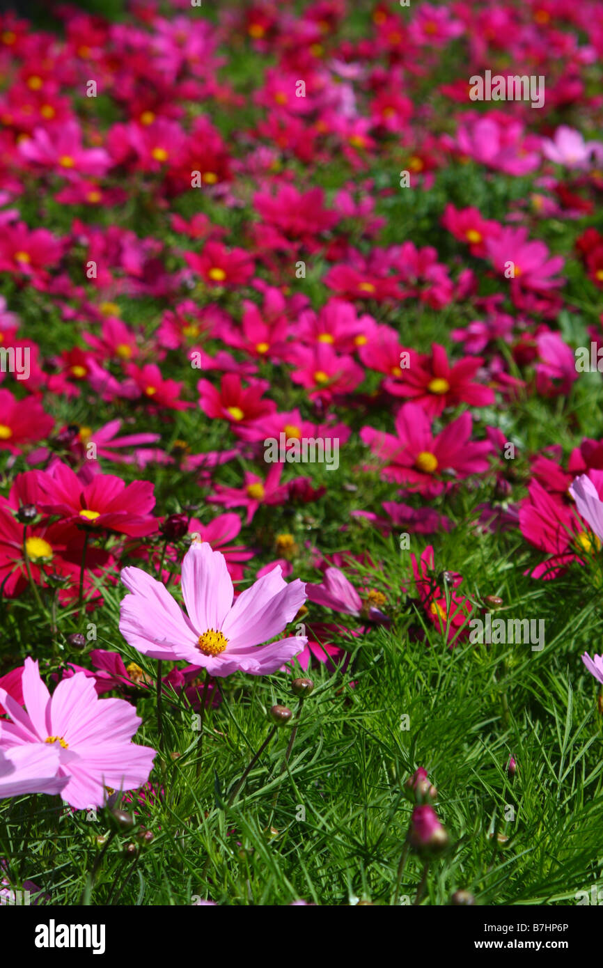 Multitude of flowers hi-res stock photography and images - Alamy
