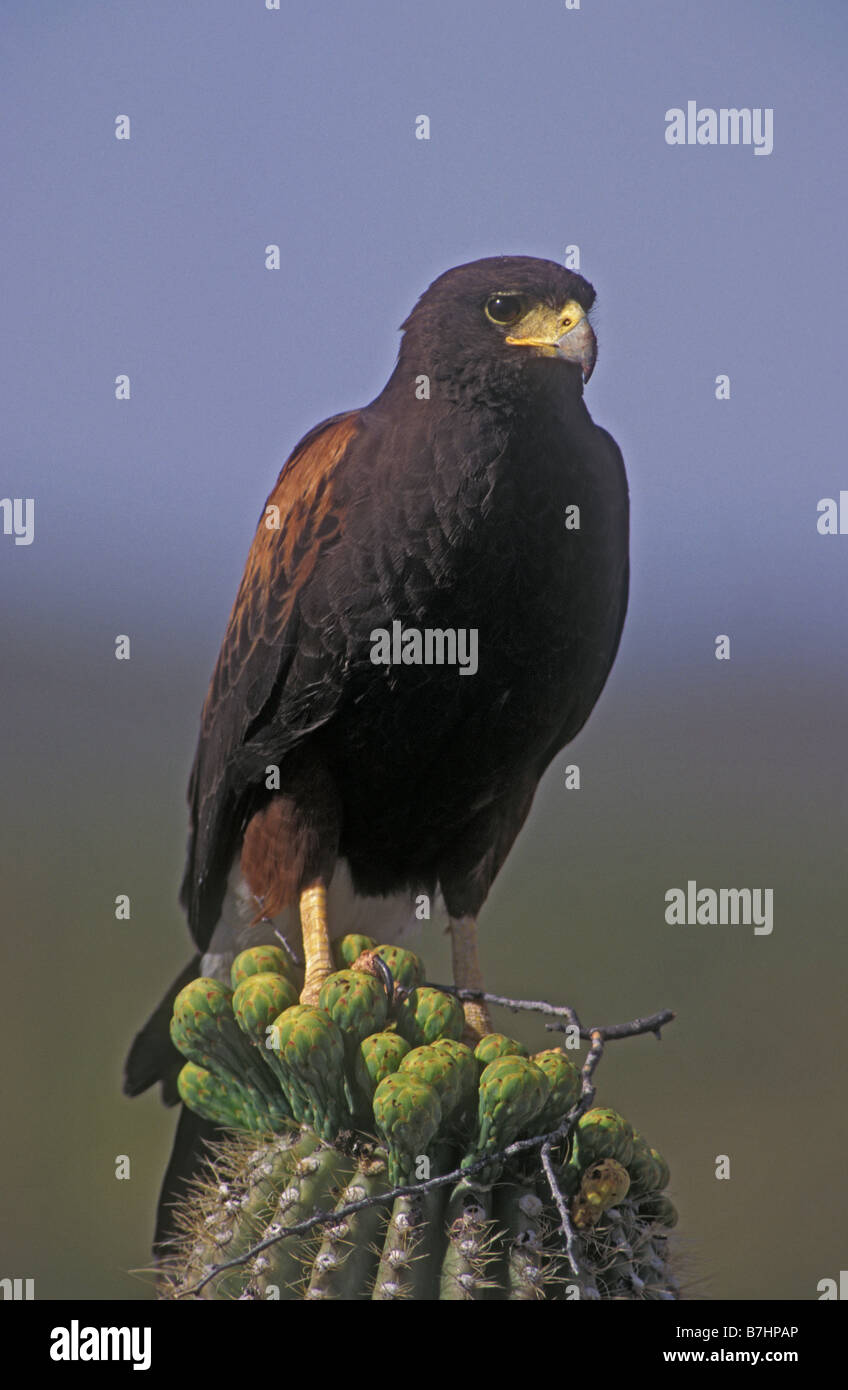 Harris hawk cactus hi-res stock photography and images - Alamy