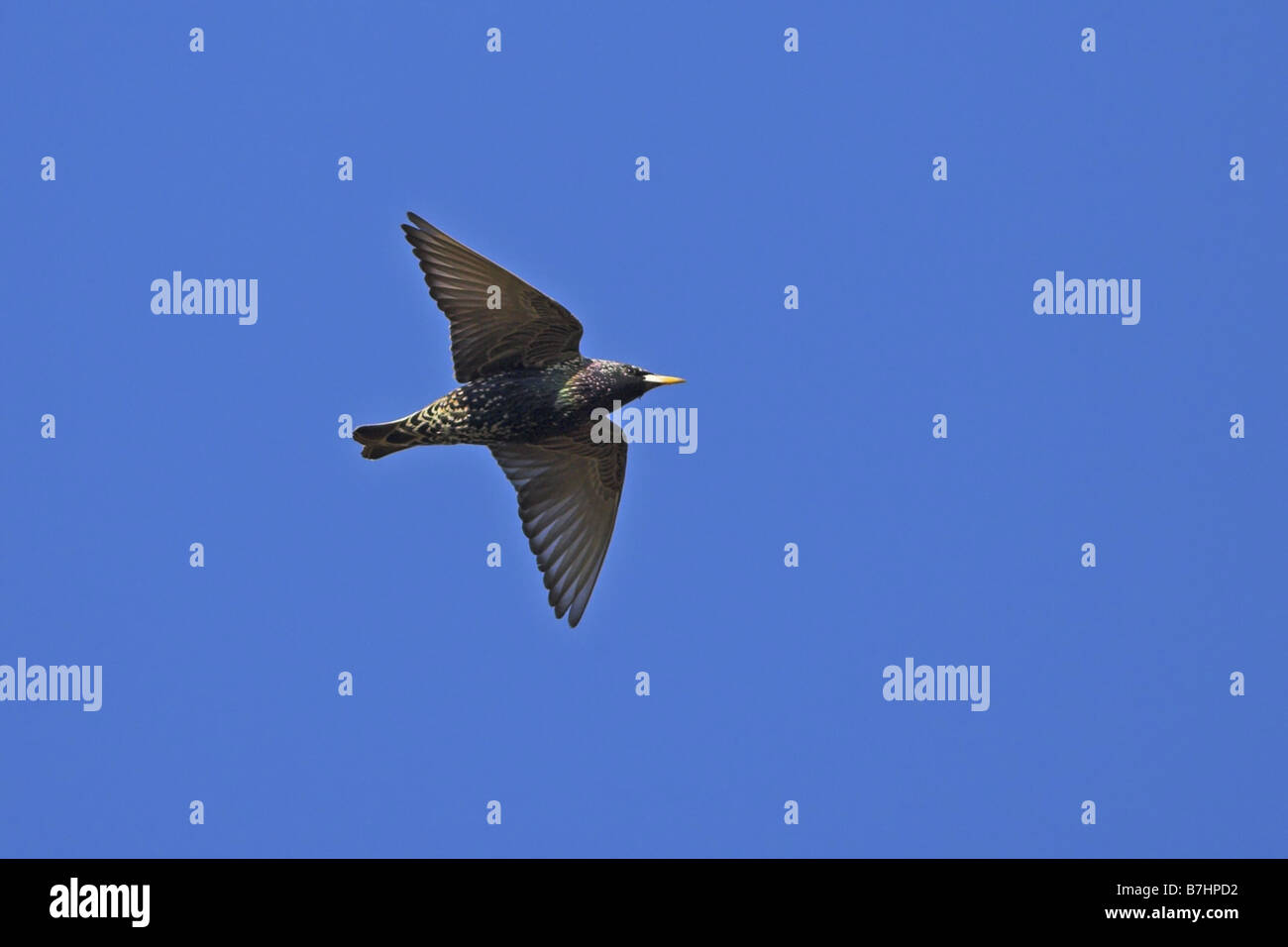 Common starling bird worms flying hi-res stock photography and images ...