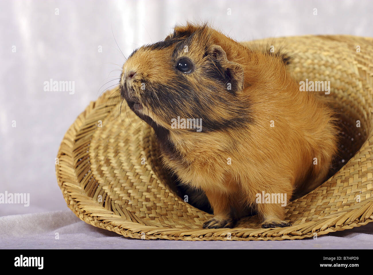 Guinea pig cavia spec hi-res stock photography and images - Alamy