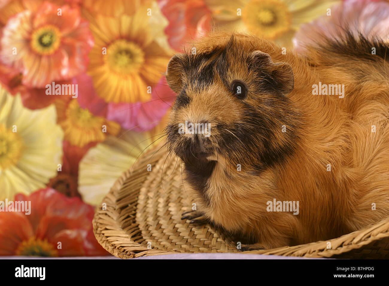 cavy, guinea pig (Cavia spec.), cavy in strawhat Stock Photo - Alamy