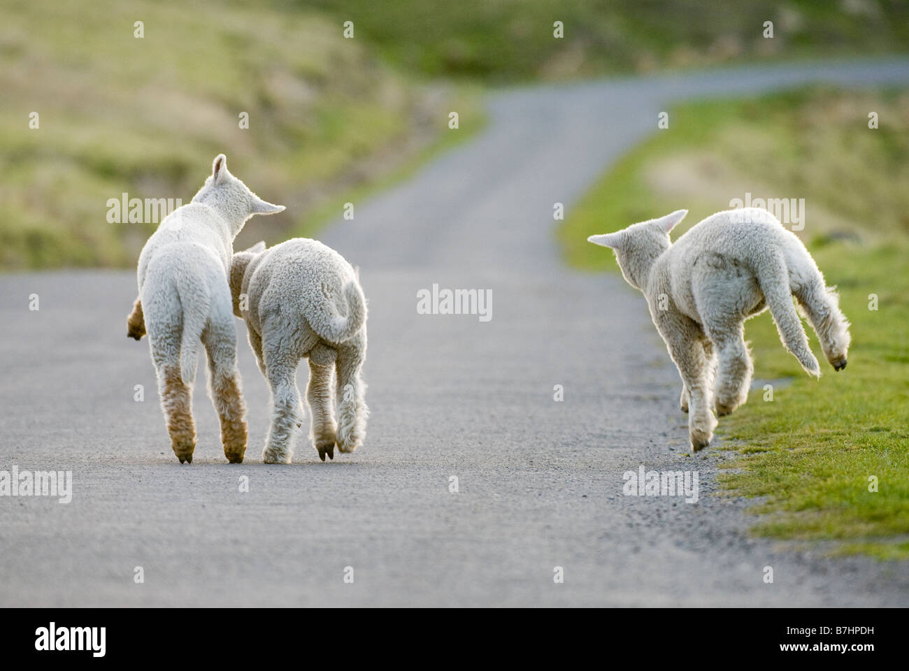 Spring Lambs Jumping High Resolution Stock Photography and Images - Alamy