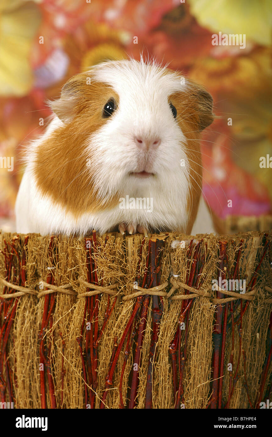 cavy, guinea pig (Cavia spec.), cavy in basket Stock Photo - Alamy