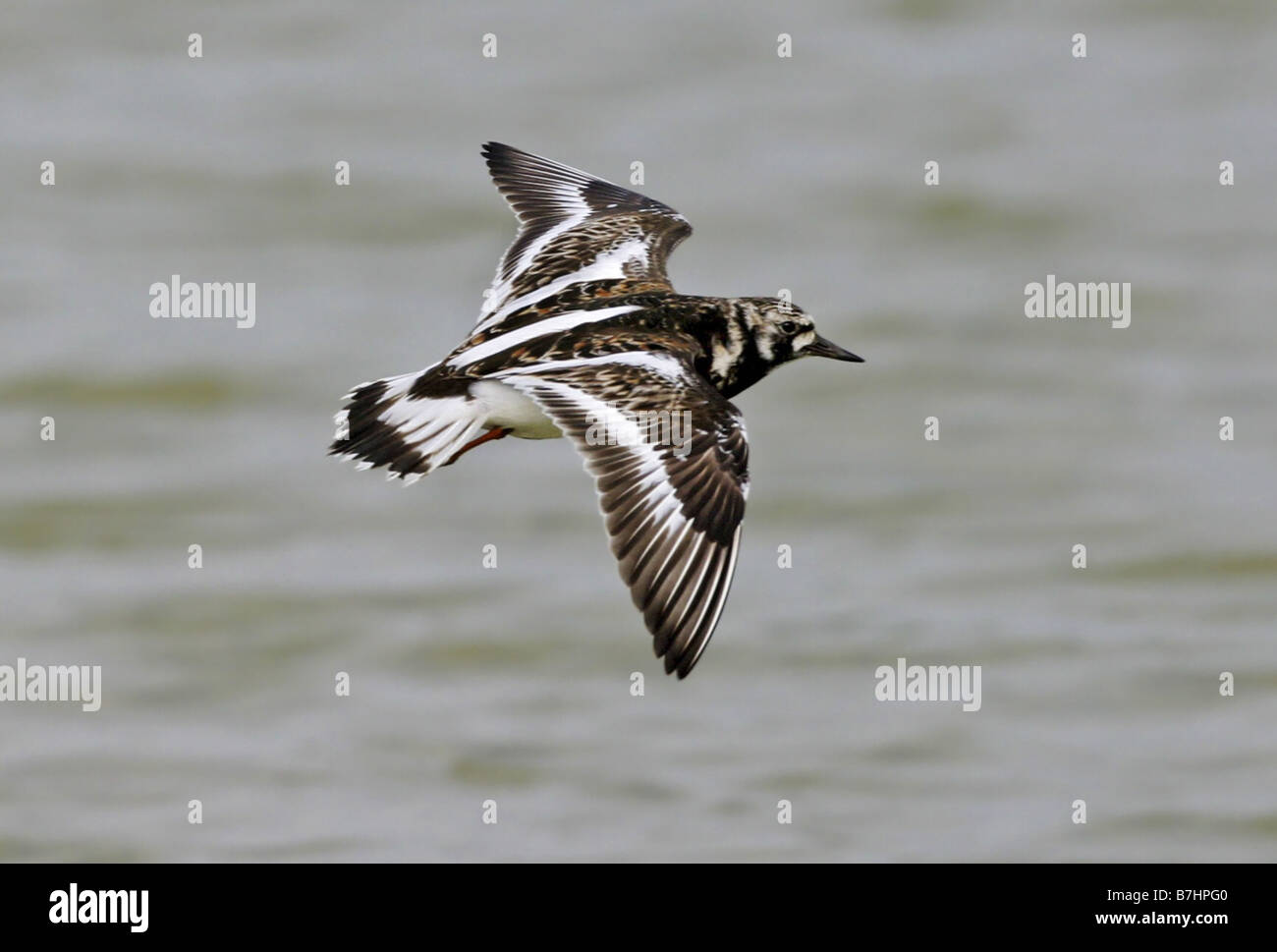 ruddy turnstone (Arenaria interpres), flying at the sea, Netherlands ...