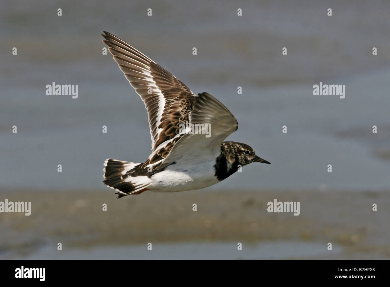 ruddy turnstone (Arenaria interpres), flying at the sea, Netherlands ...
