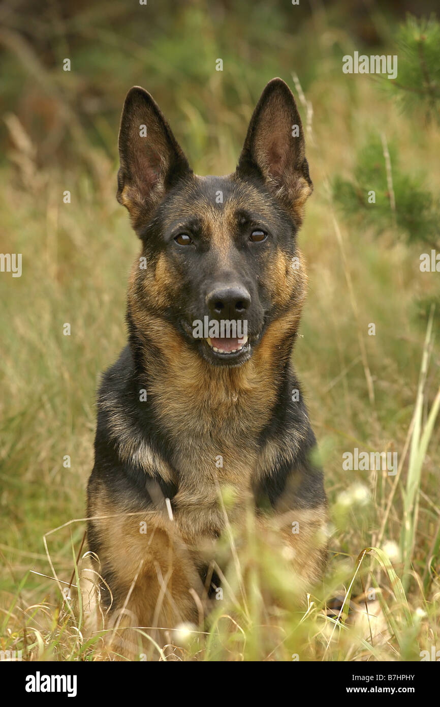 German Shepherd Dog (Canis lupus f. familiaris), portrait Stock Photo ...