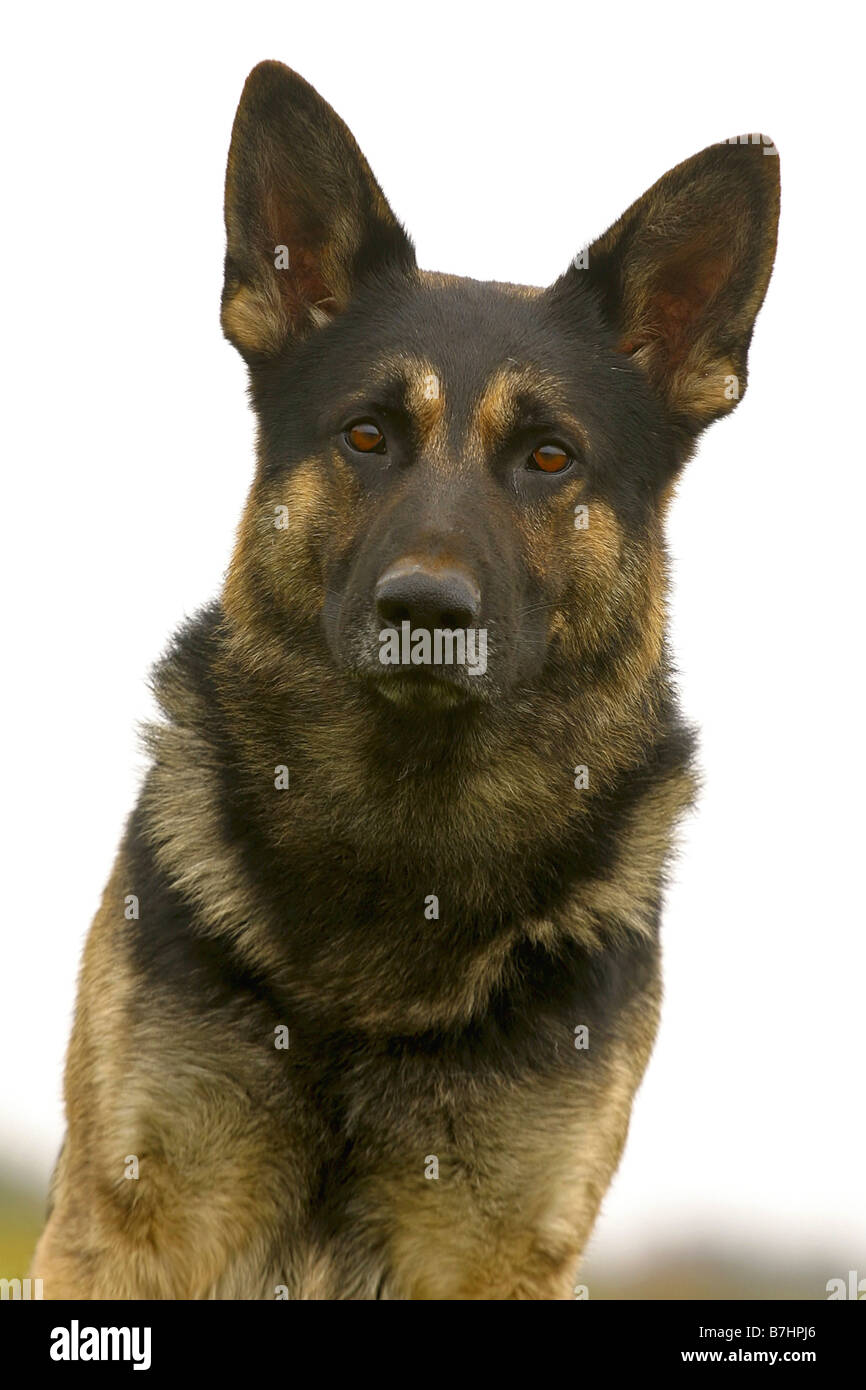 German Shepherd Dog (Canis lupus f. familiaris), portrait Stock Photo ...