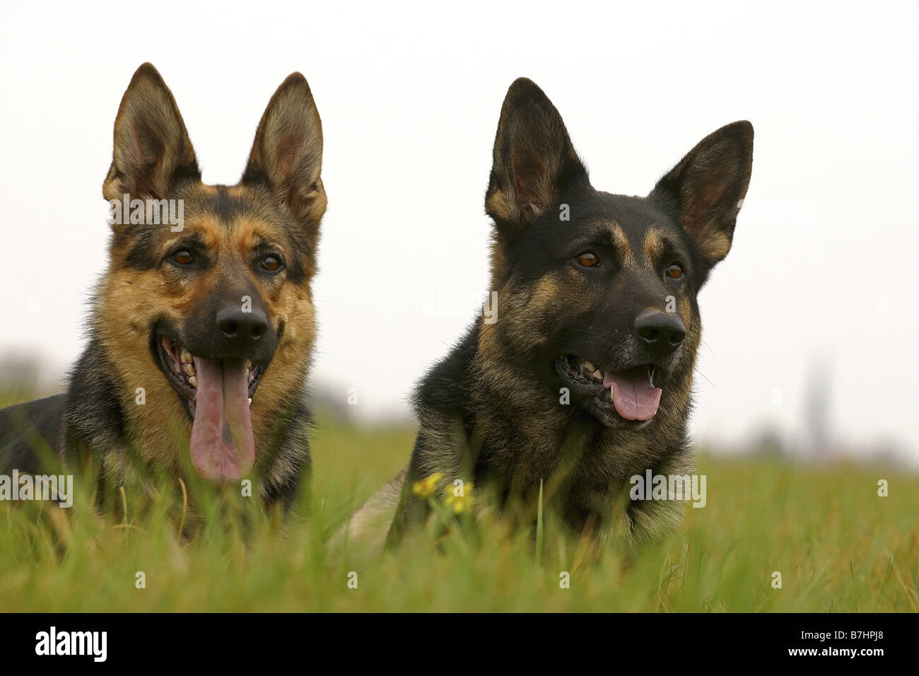 Attentive german shepherd dog two hi-res stock photography and images ...
