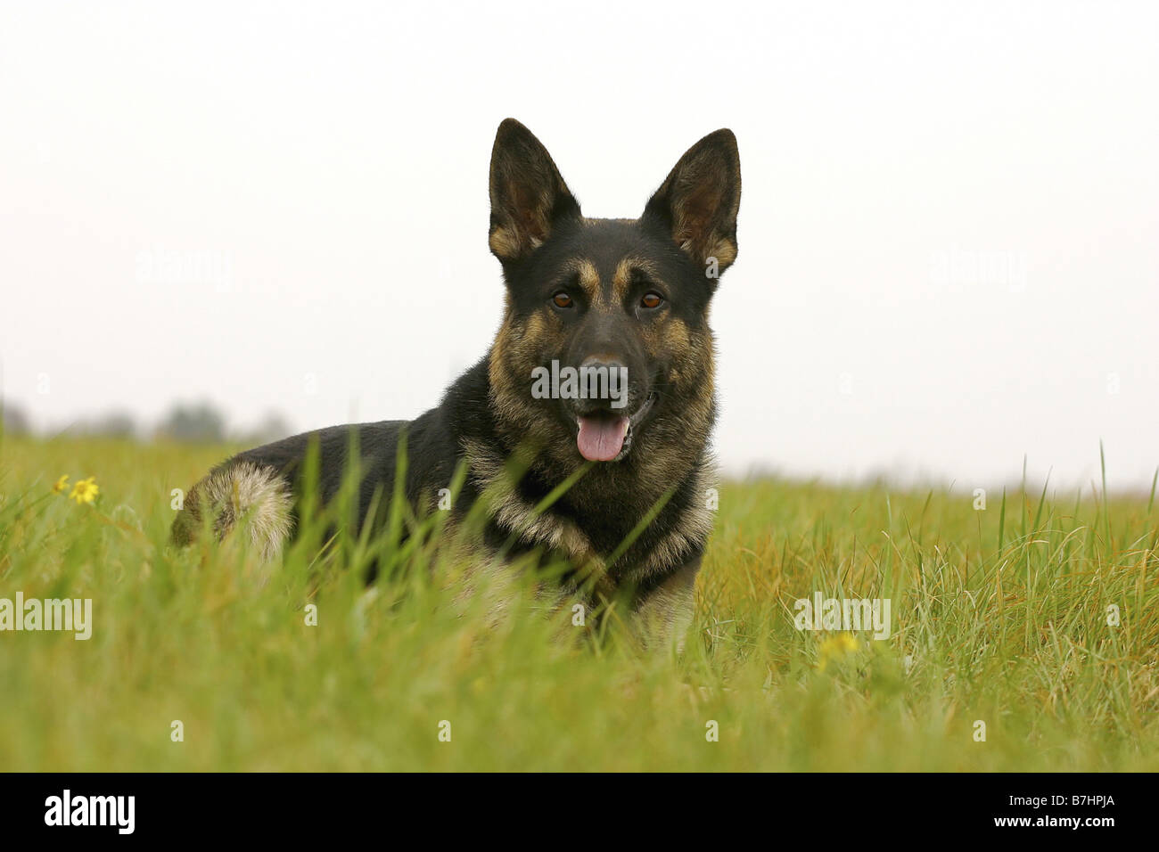 German Shepherd Dog (Canis lupus f. familiaris), portrait on meadow ...